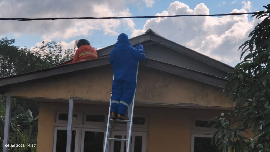 BPBD Kapuas Hulu Mengevakuasi Sarang Tawon Vespa di Desa Pala Pulau ...